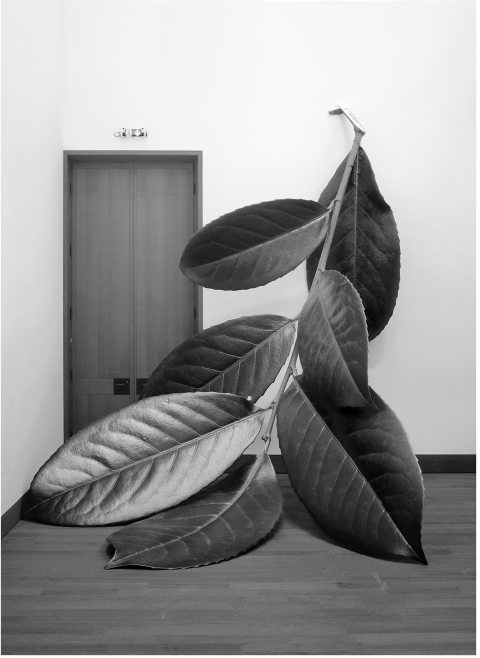 Prunus Laurocesarus, 2018 · Alex Grein